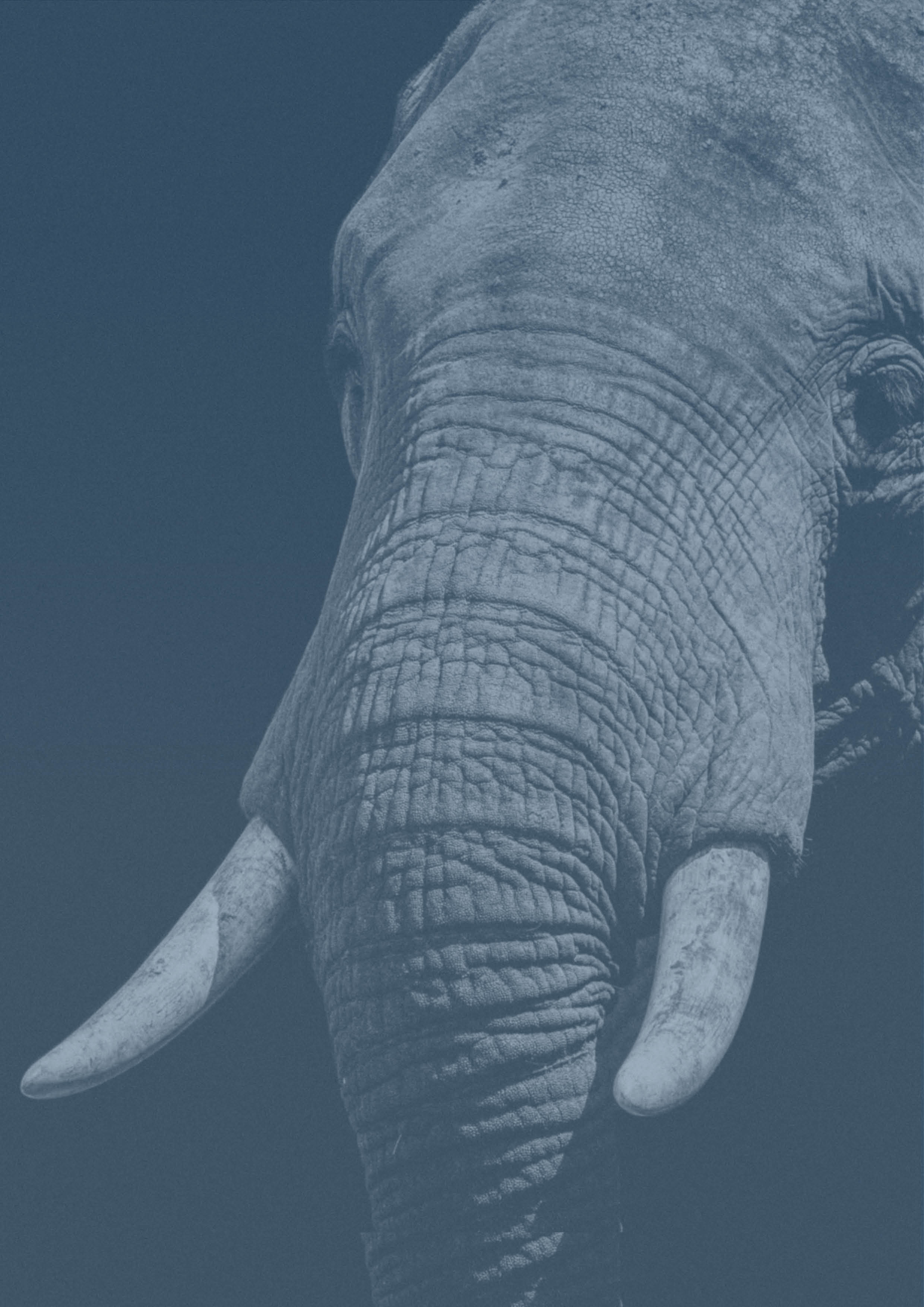 L’éléphant Trump